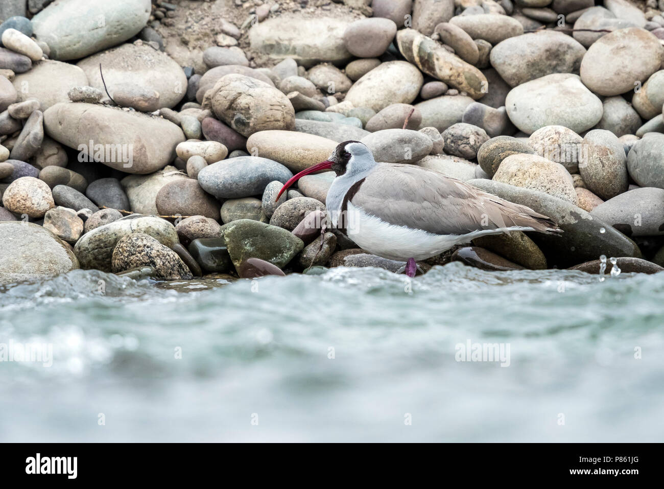 Adult winter plumage Ibisbill sitting on rocky shore of Indus River ...