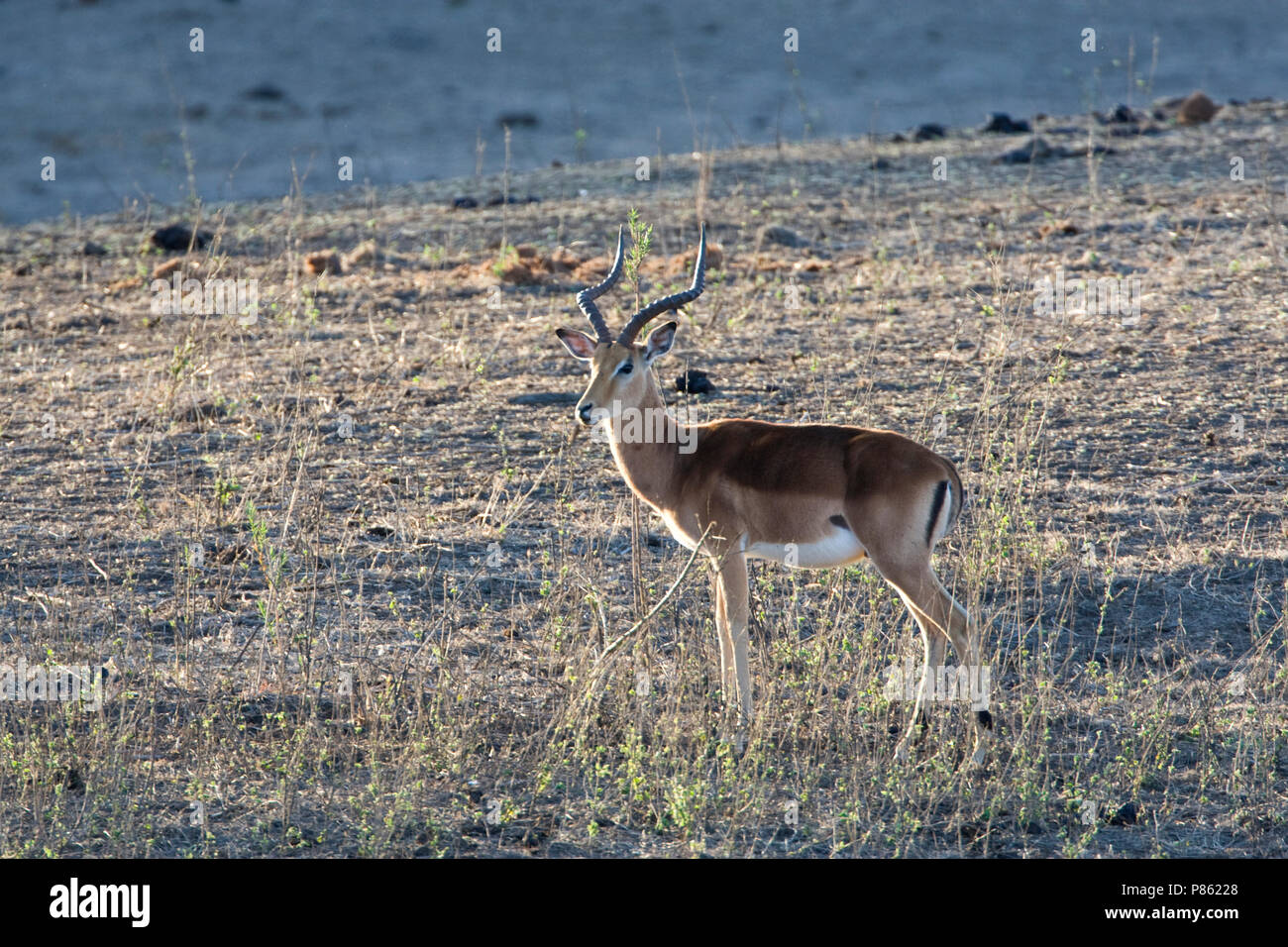 Male impala hi-res stock photography and images - Alamy