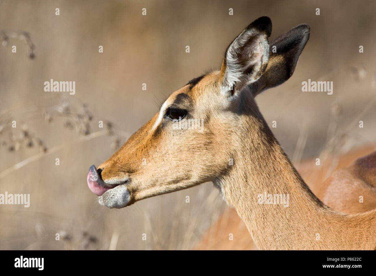 Closeup impala hi-res stock photography and images - Alamy