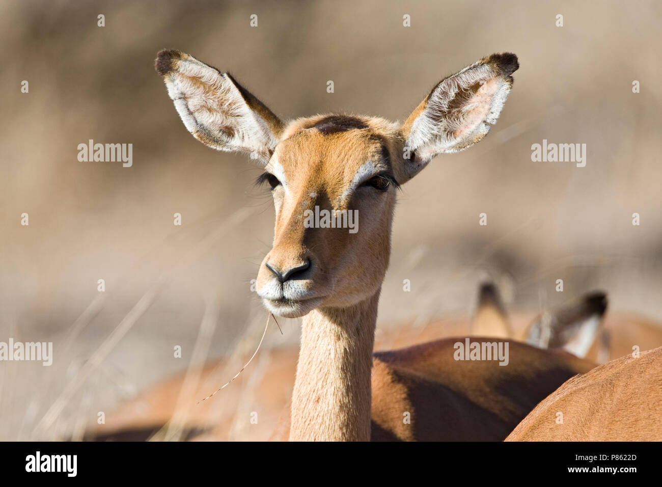 Impala close-up; Impala close up Stock Photo - Alamy