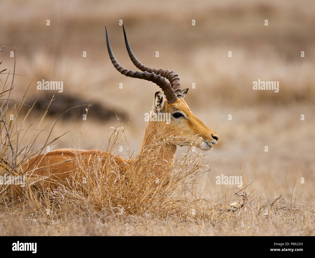 Rustende Impala; Resting Impala Stock Photo - Alamy