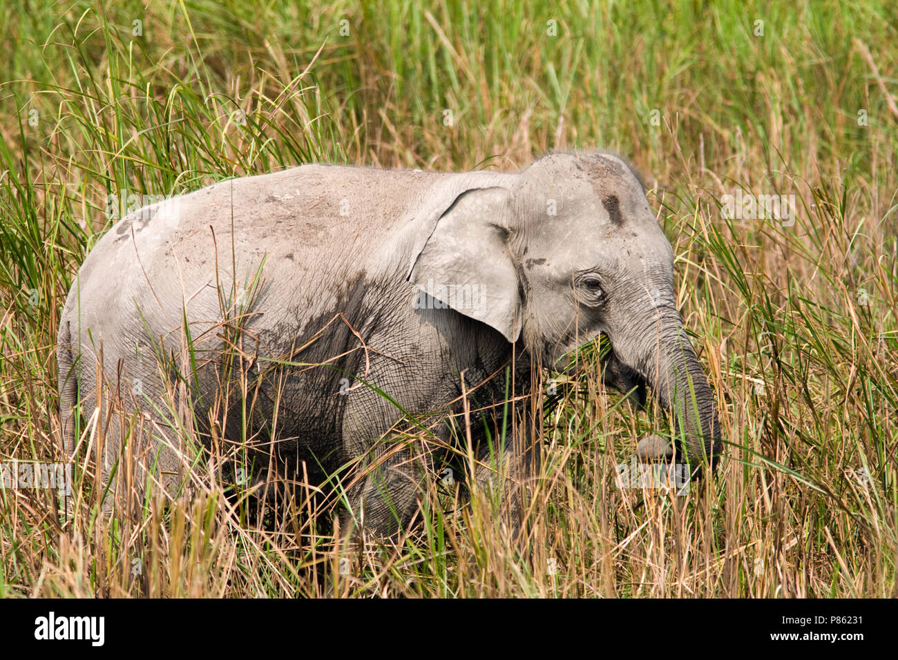 Indische Olifant; Indian Elephant Stock Photo - Alamy