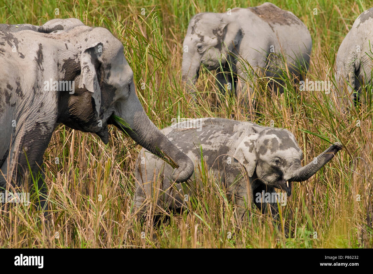 Indische Olifant met jong; Indian Elephant with young Stock Photo - Alamy