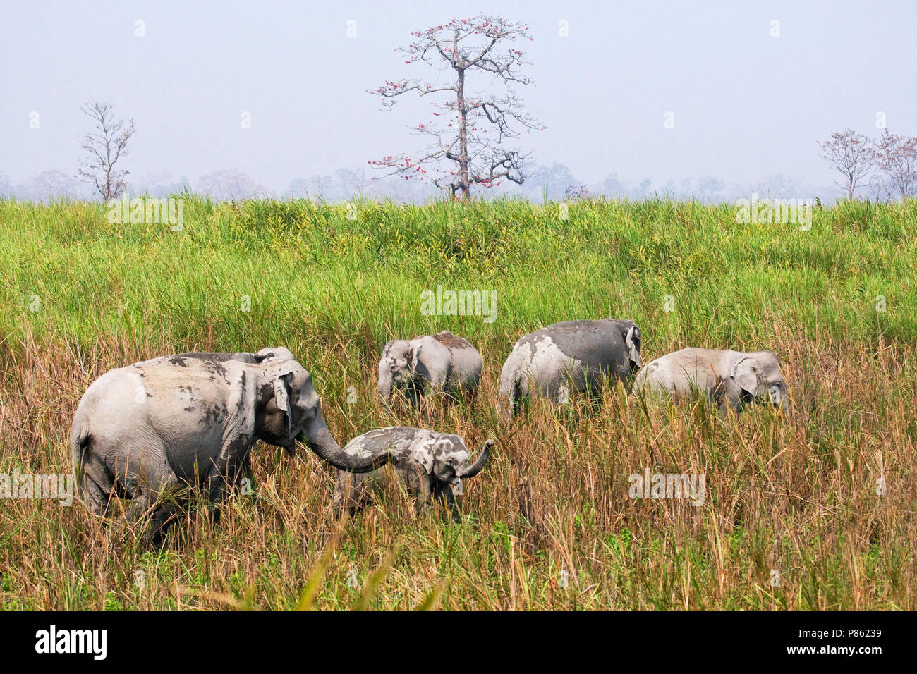Asian Elephant (lEephas maximus) at Kaziranga national park, Assam ...