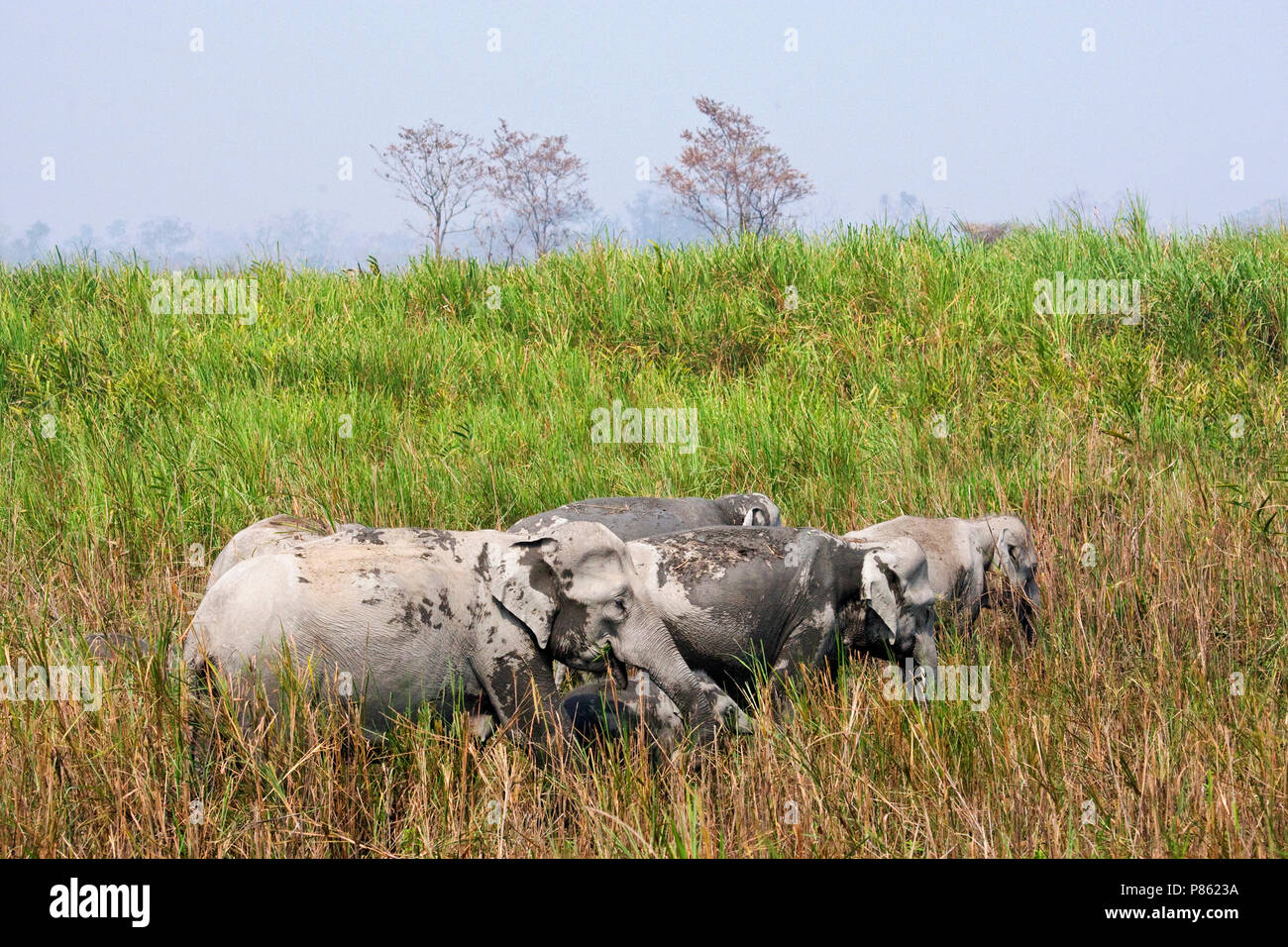 Asian Elephant (lEephas maximus) at Kaziranga national park, Assam ...