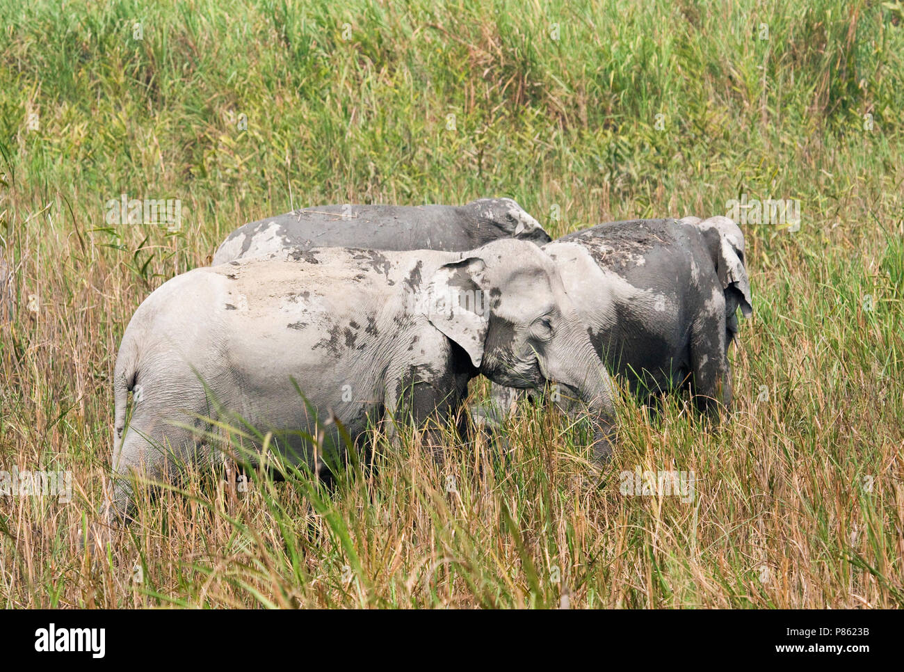 Asian Elephant (lEephas maximus) at Kaziranga national park, Assam ...