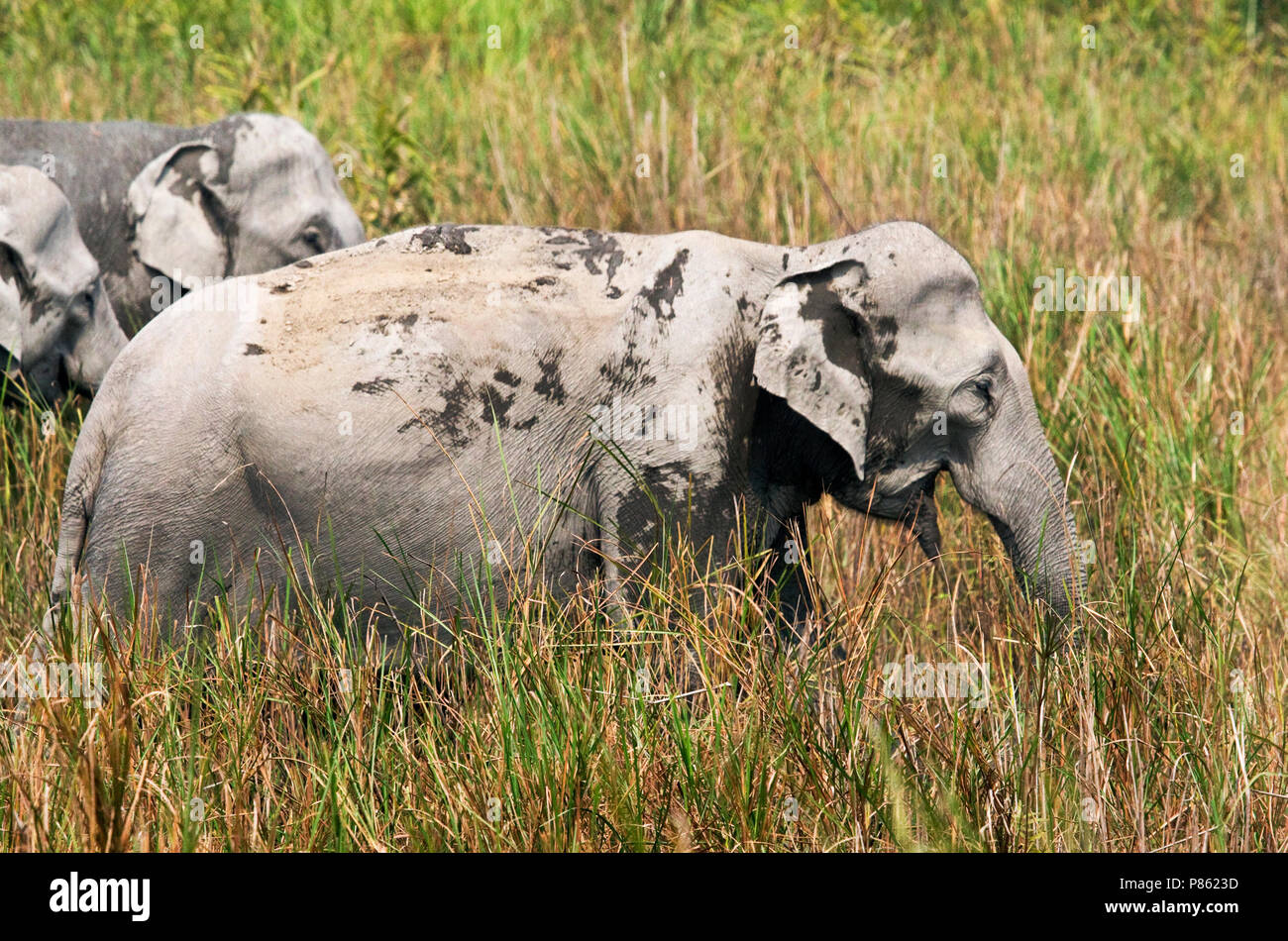 Asian Elephant (lEephas maximus) at Kaziranga national park, Assam ...