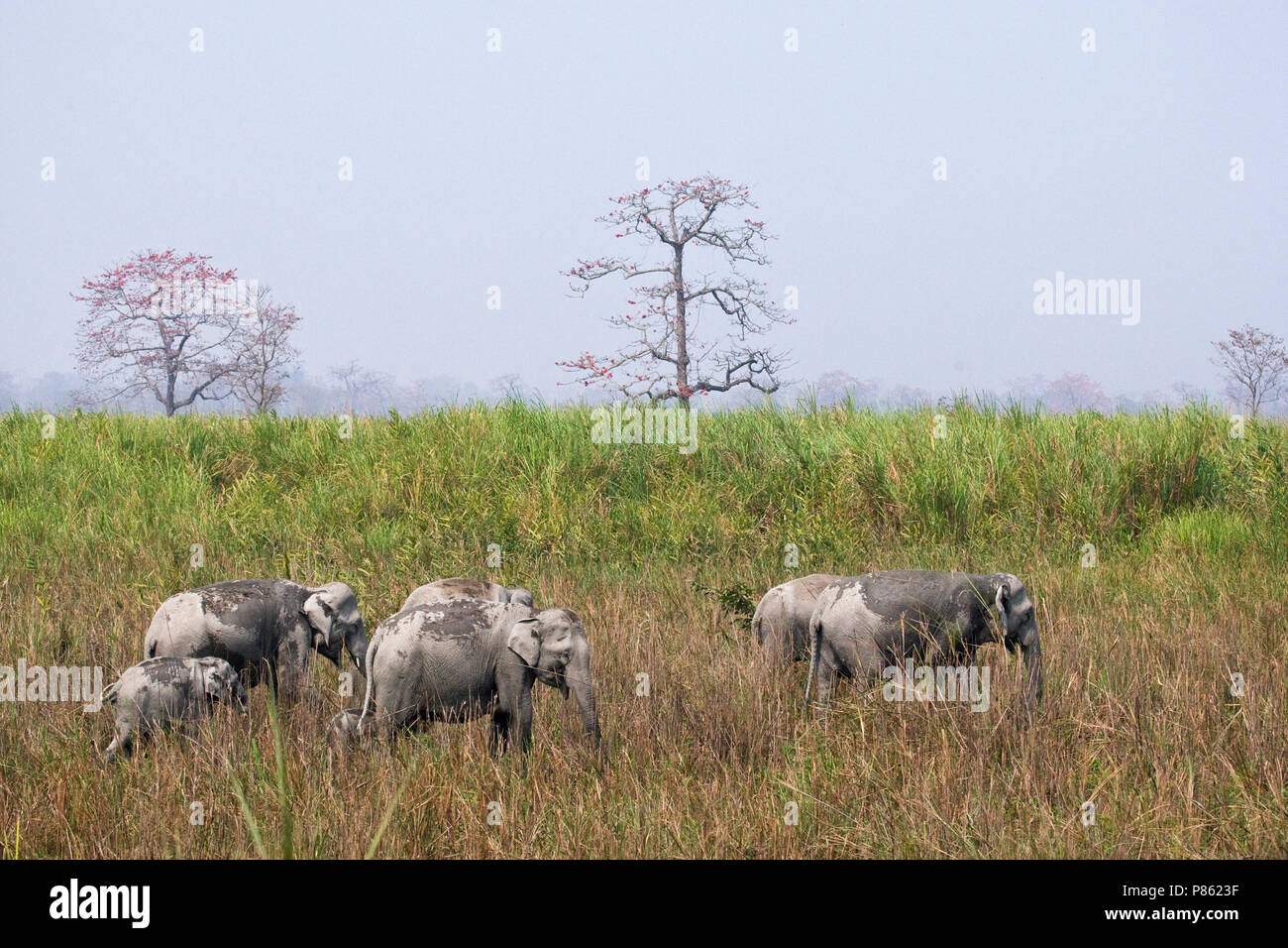 Asian Elephant (lEephas maximus) at Kaziranga national park, Assam ...