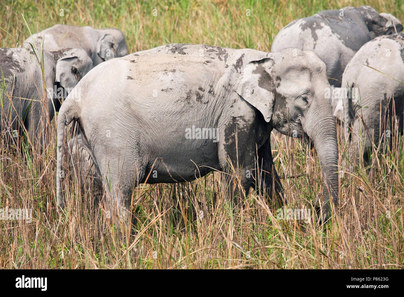Asian Elephant (lEephas maximus) at Kaziranga national park, Assam ...