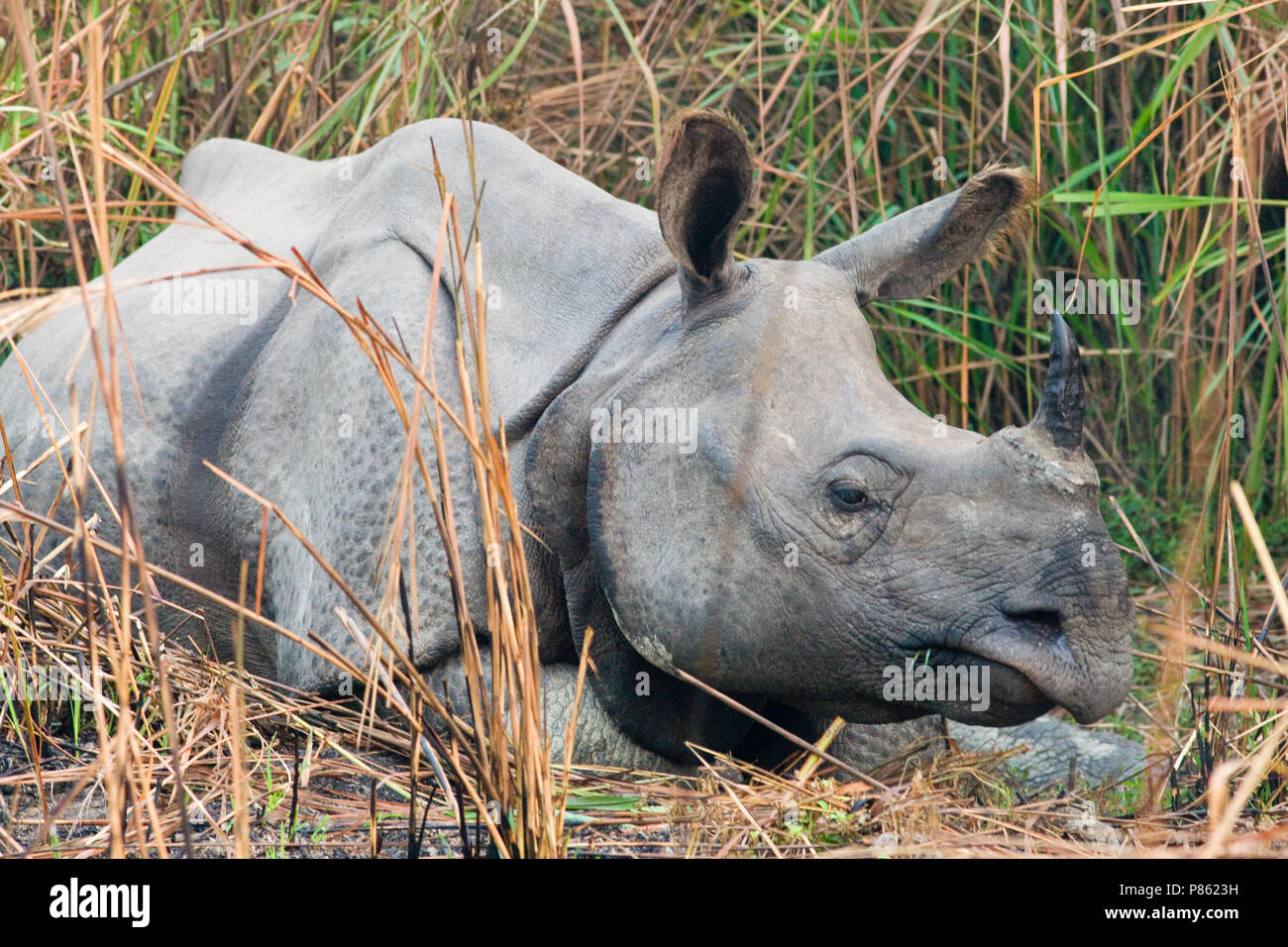 Indische Neushoorn; Indian Rhinoceros Stock Photo - Alamy