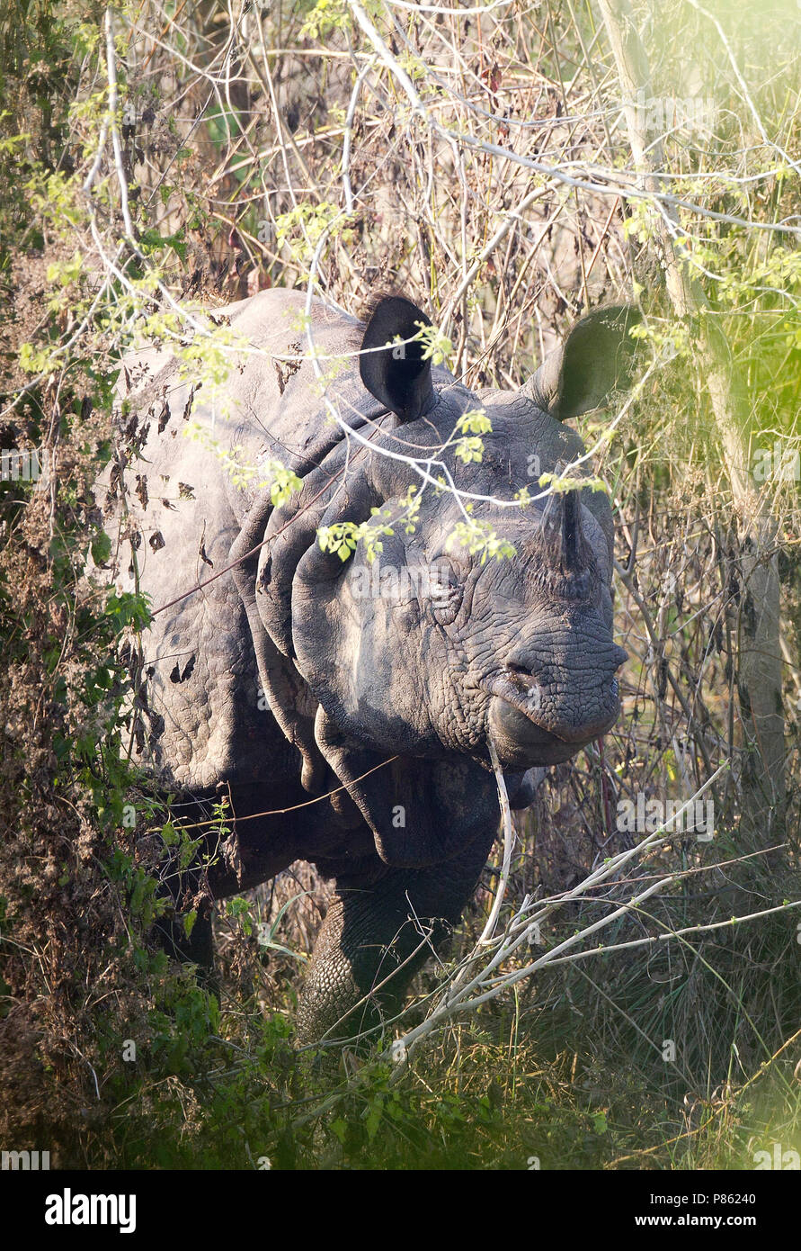 Indische Neushoorn, Indian Rhinoceros Stock Photo - Alamy