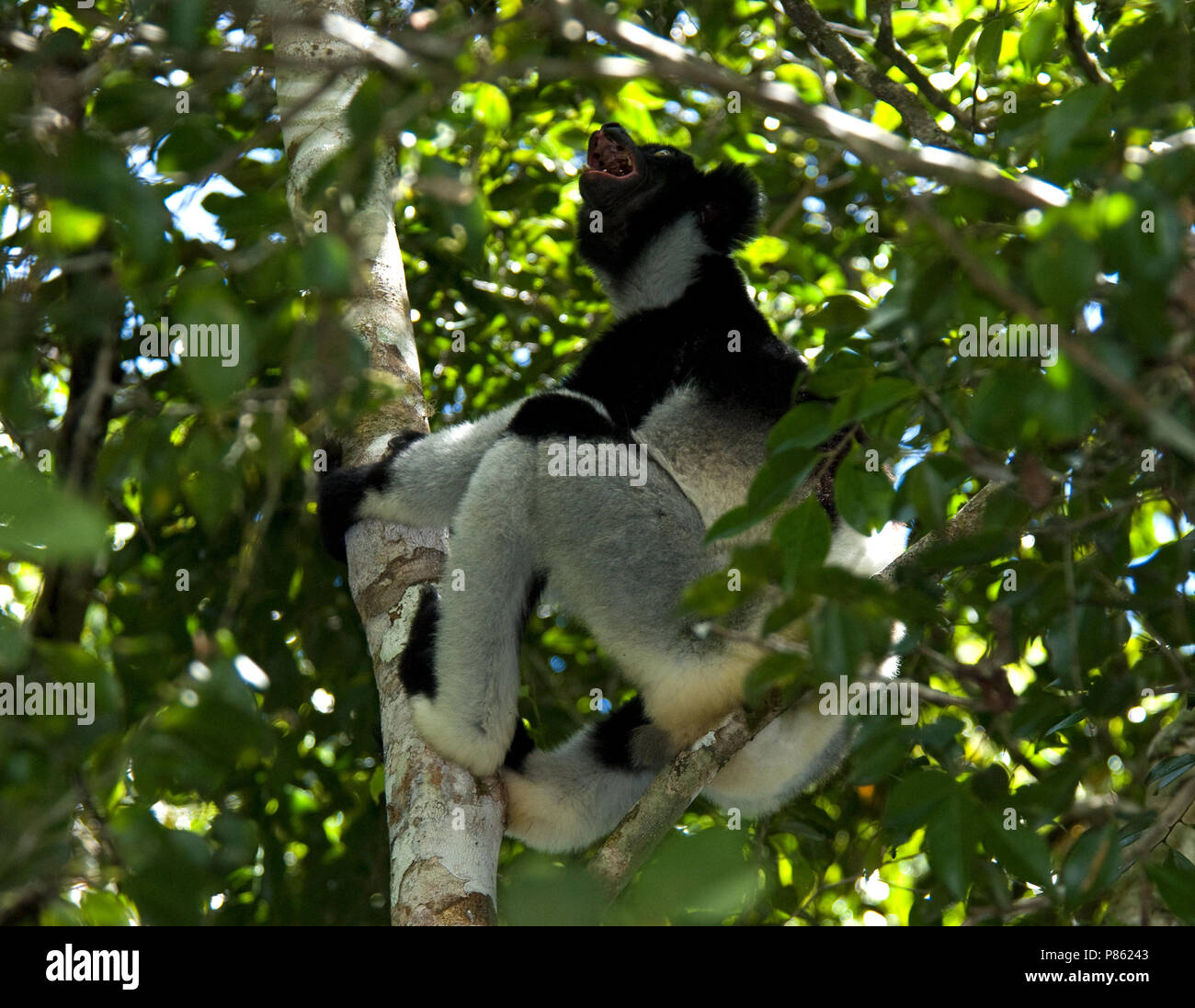 Lemuur hi-res stock photography and images - Alamy