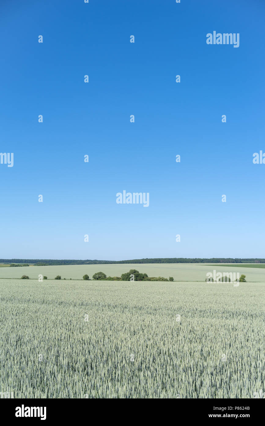 Podolia region of Ukraine, Spring landscape. Green wheat field and blue ...