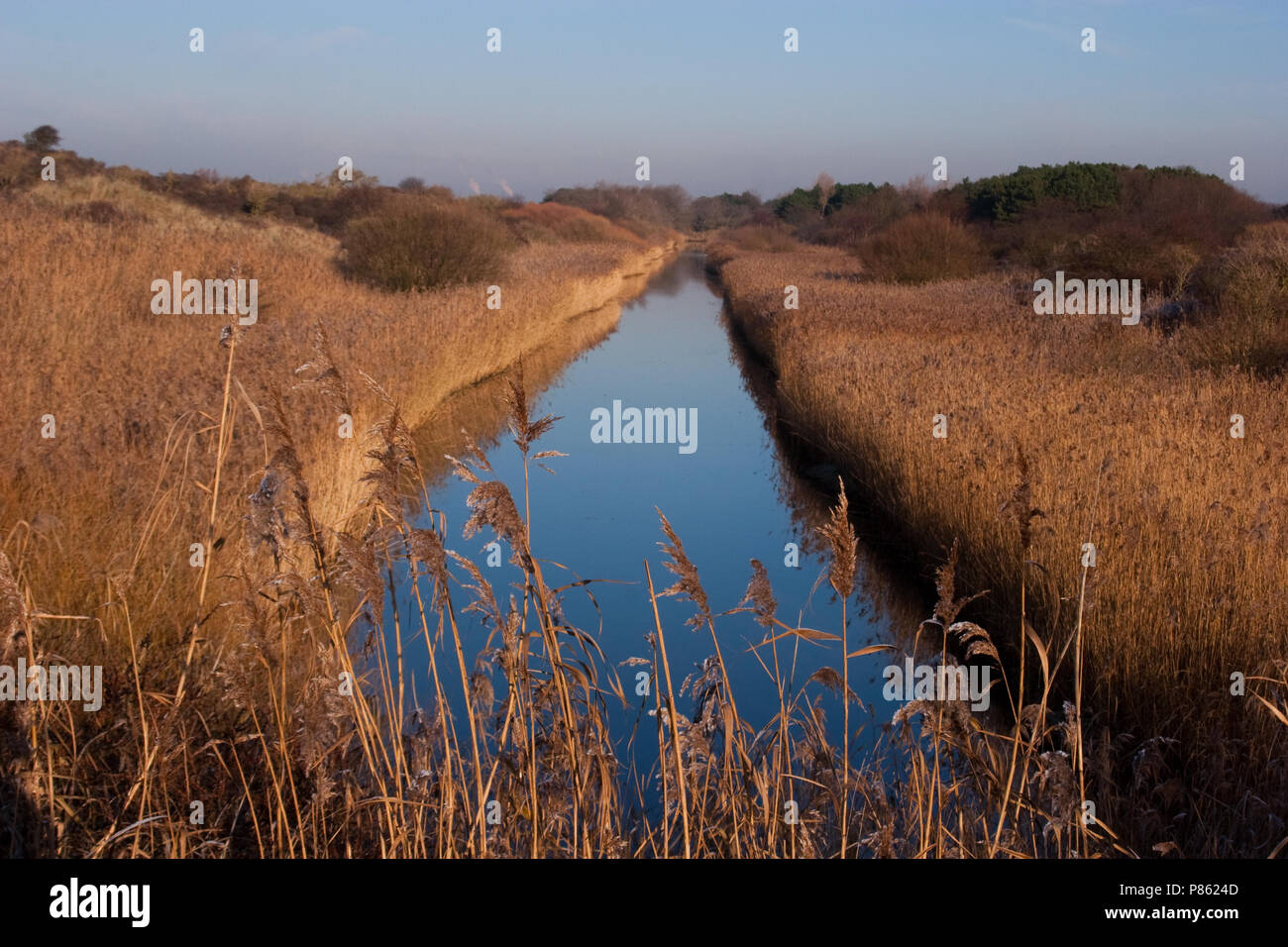 Amsterdamse Waterleiding Duinen Stock Photo - Alamy
