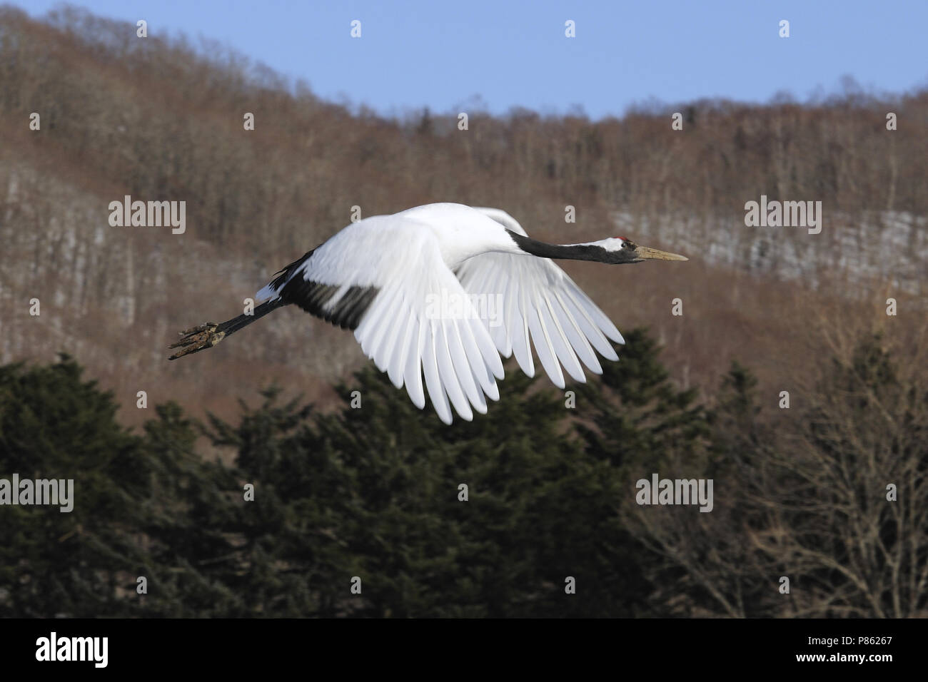 Red crowned crane japan hi-res stock photography and images - Alamy