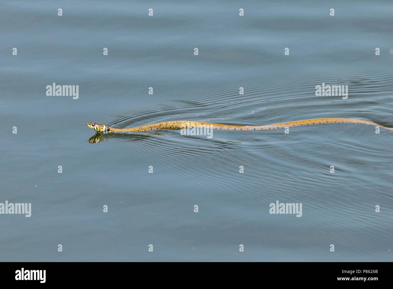 Still life with a snake hi-res stock photography and images - Alamy