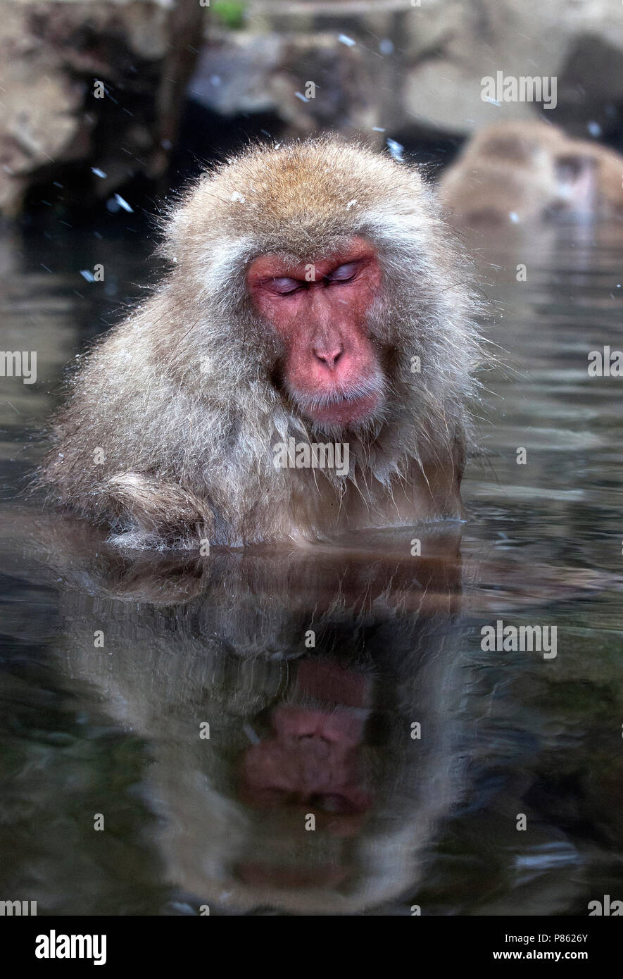 Japanse Makaak in warmwaterbron, Japanese Macaque in hot spring Stock ...