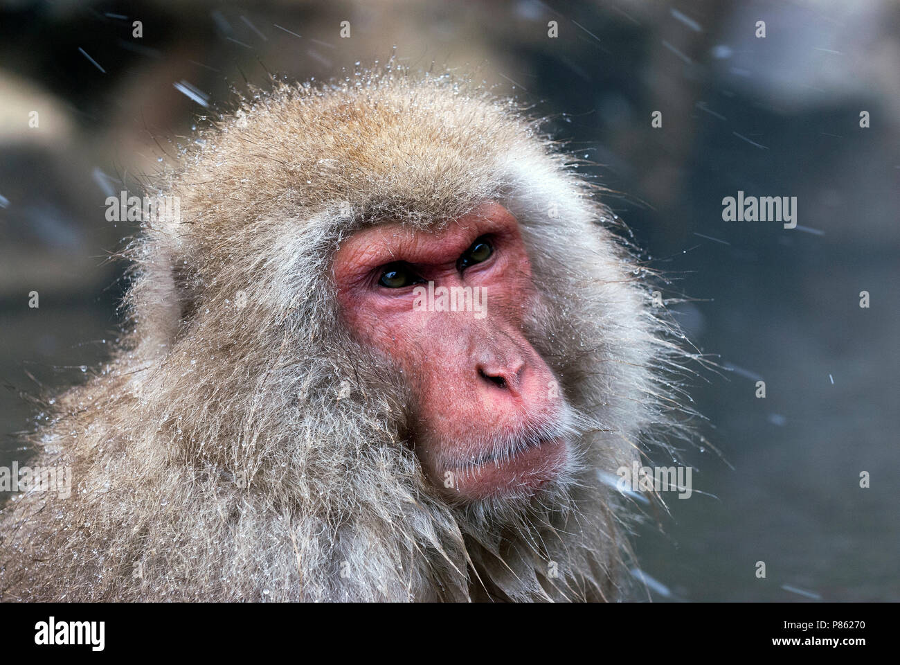 Japanse makaak hi-res stock photography and images - Alamy