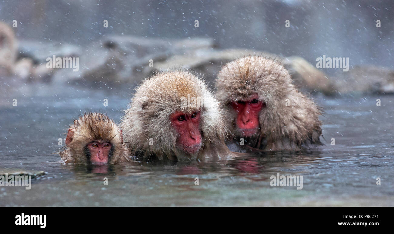 Japanse Makaak in warmwaterbron, Japanese Macaque in hot spring Stock ...