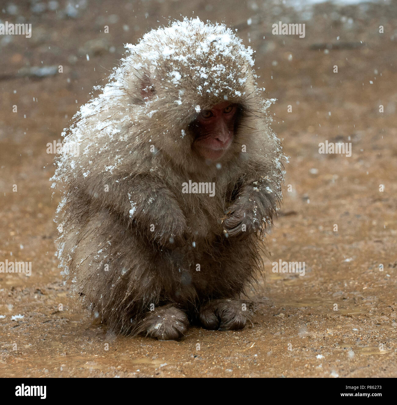 Jonge Japanse Makaak in de sneeuw, Japanese Macaque in the snow Stock ...