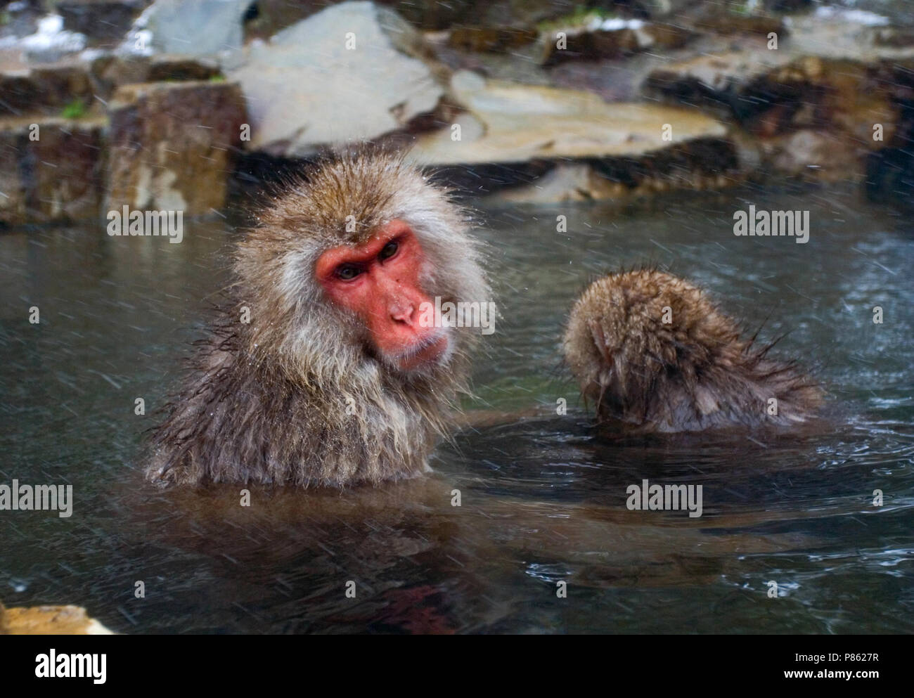 Japanse Makaak in warmwaterbron; Japanese Macaque in hotspring Stock ...