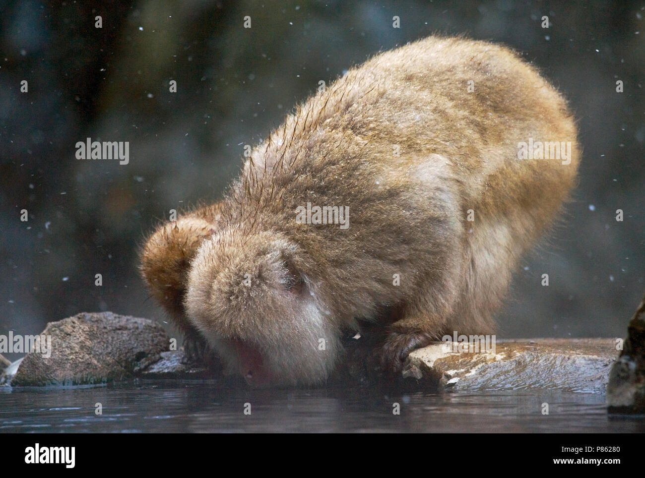 Japanse Makaak in warmwaterbron; Japanese Macaque in hotspring Stock ...