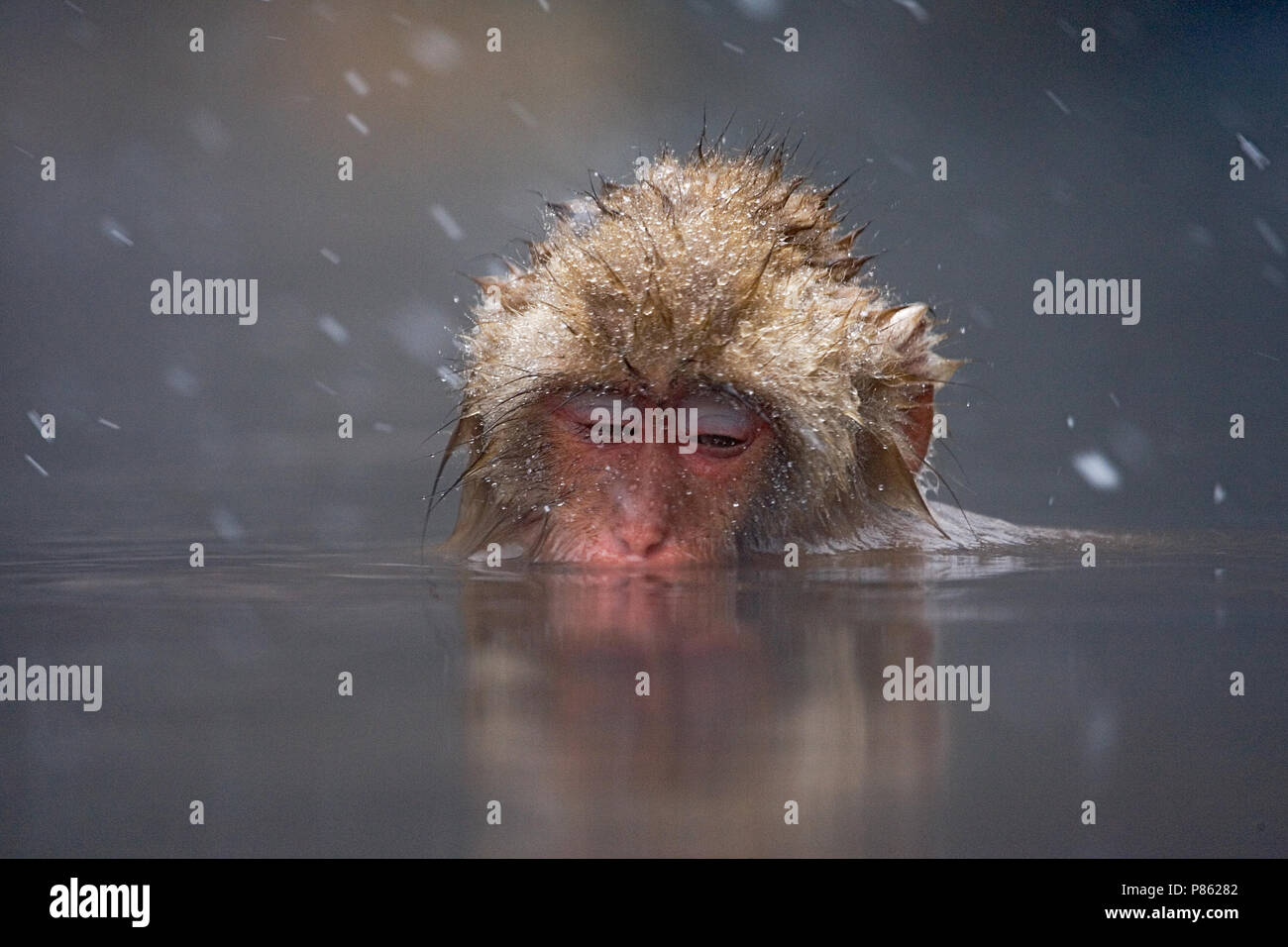 Japanse Makaak in warmwaterbron; Japanese Macaque in hotspring Stock ...