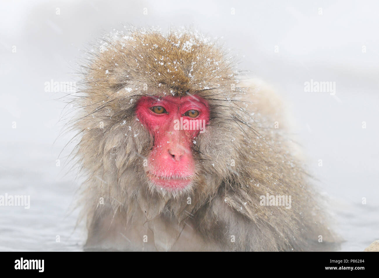 Japanse snow monkey in the wild in Japan during winter Stock Photo - Alamy