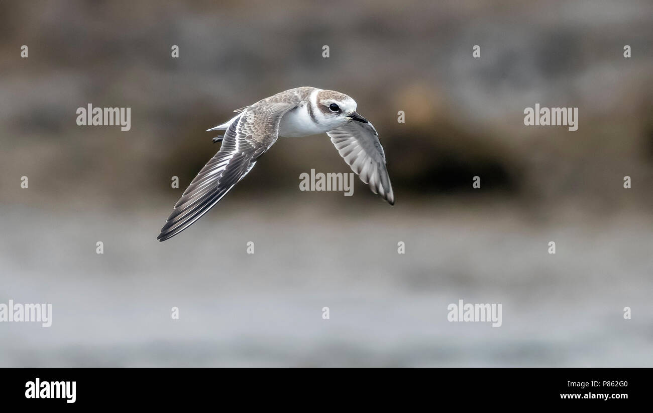 Kentish Plover in flight Stock Photo - Alamy