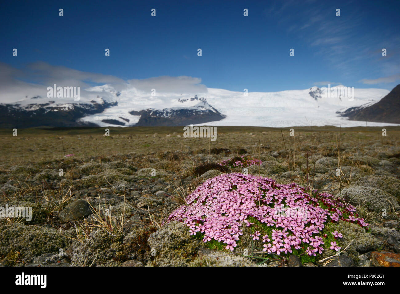 Tundra vegetation hi-res stock photography and images - Alamy