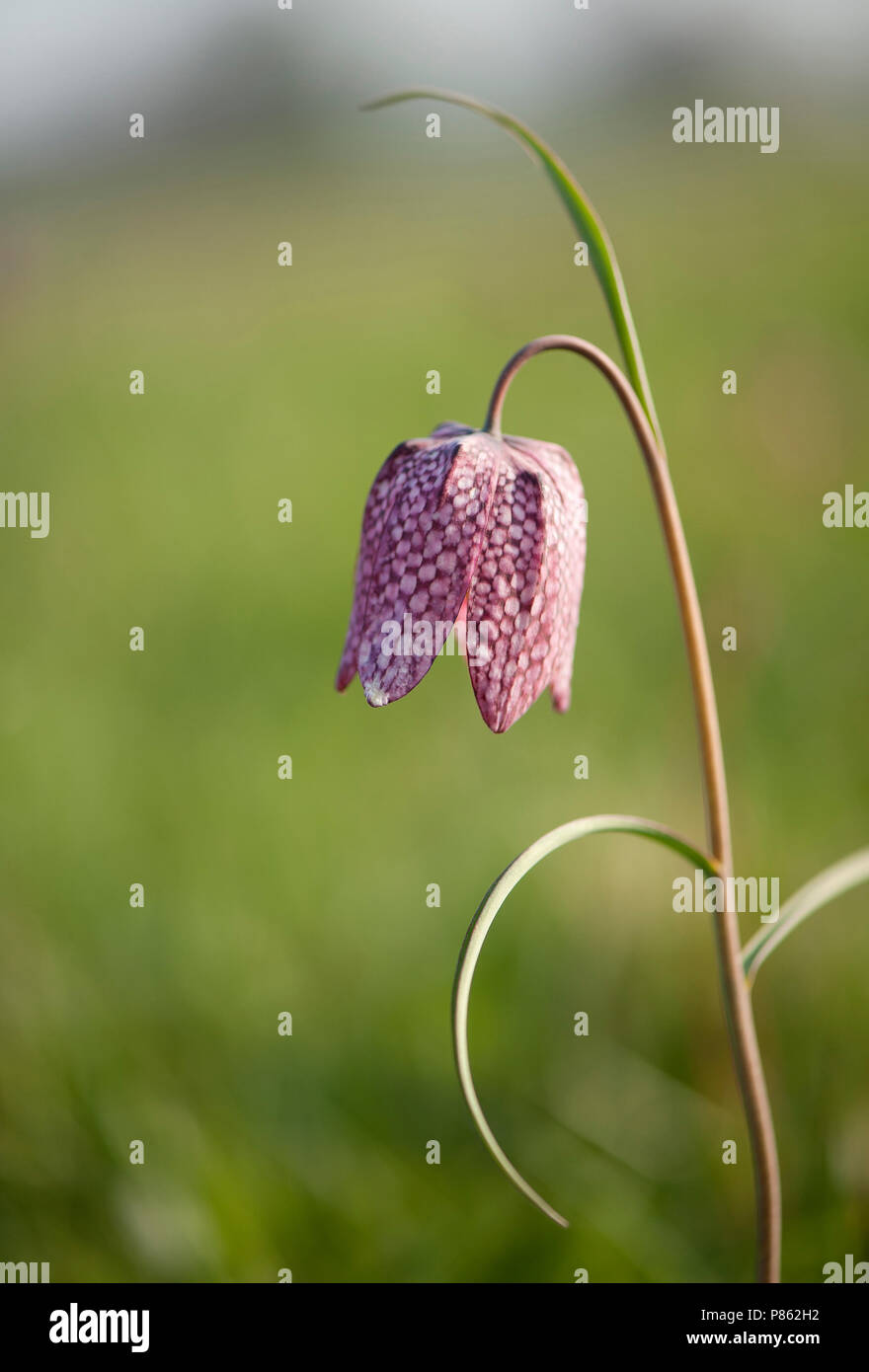 Kievitsbloem; Fritillaria meleagris Stock Photo - Alamy