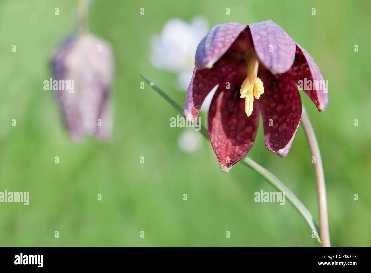 Kievitsbloem; Fritillaria meleagris Stock Photo - Alamy