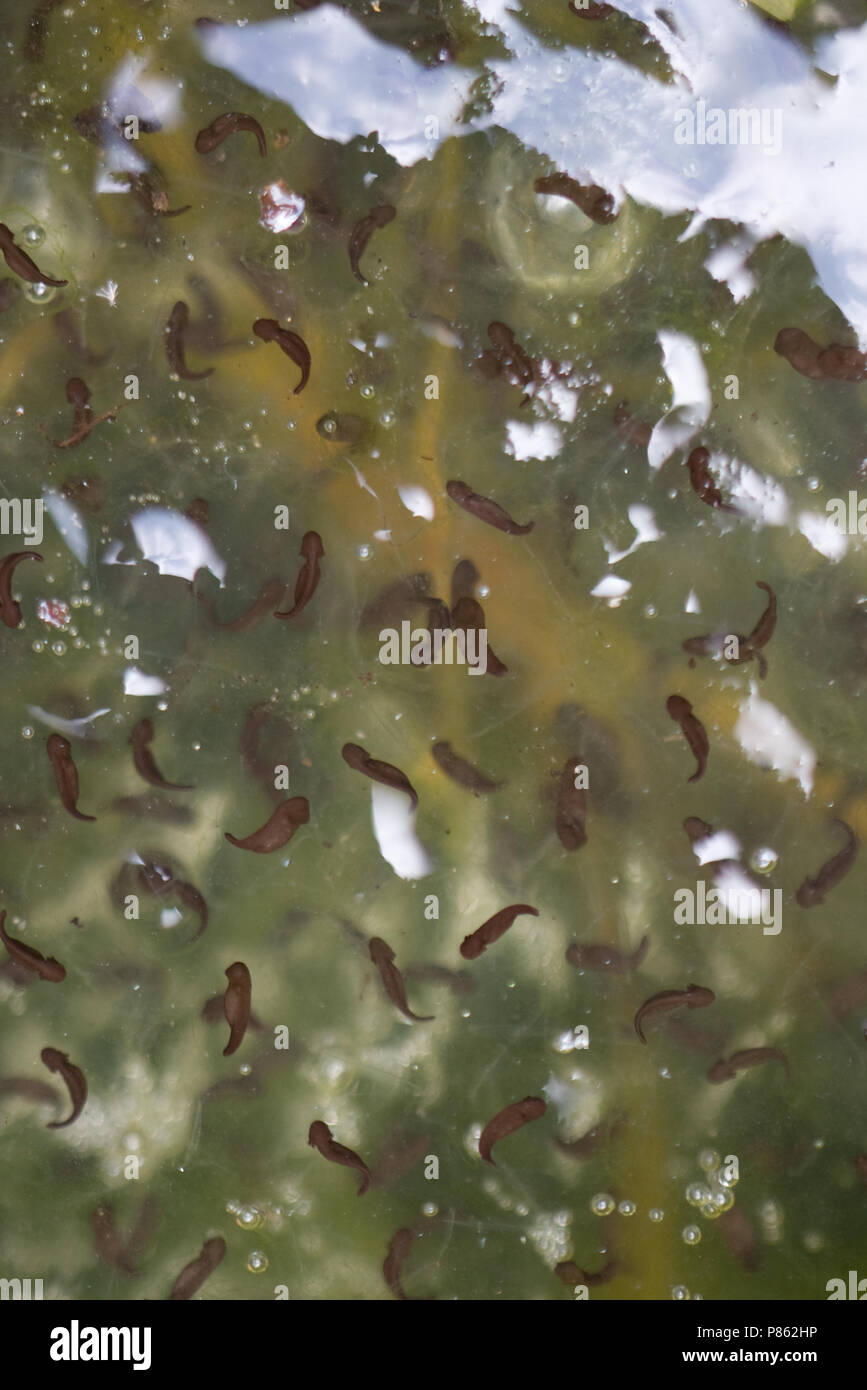 Kikkerdril; Frog eggs Stock Photo - Alamy