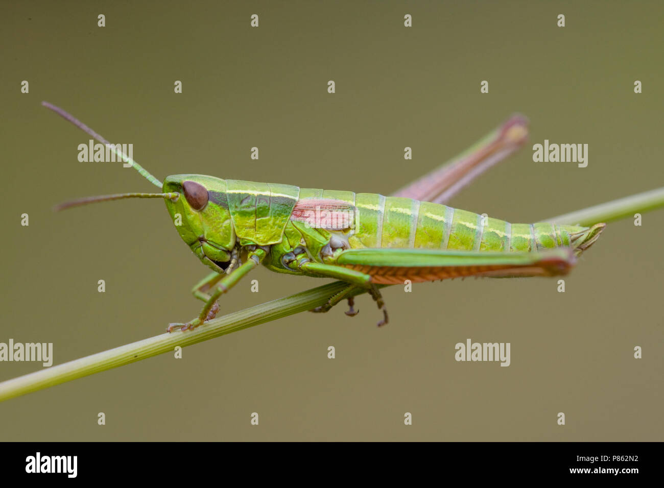 Kleine gouden sprinkhaan; Small gold grasshopper Stock Photo - Alamy