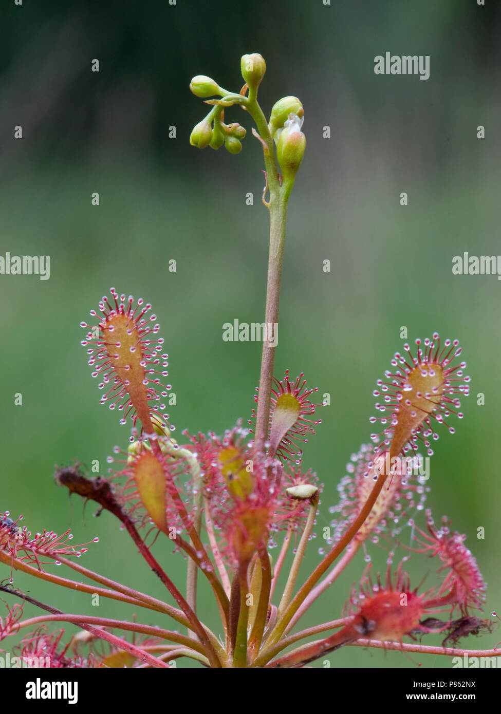 Spoonleaf hi-res stock photography and images - Alamy