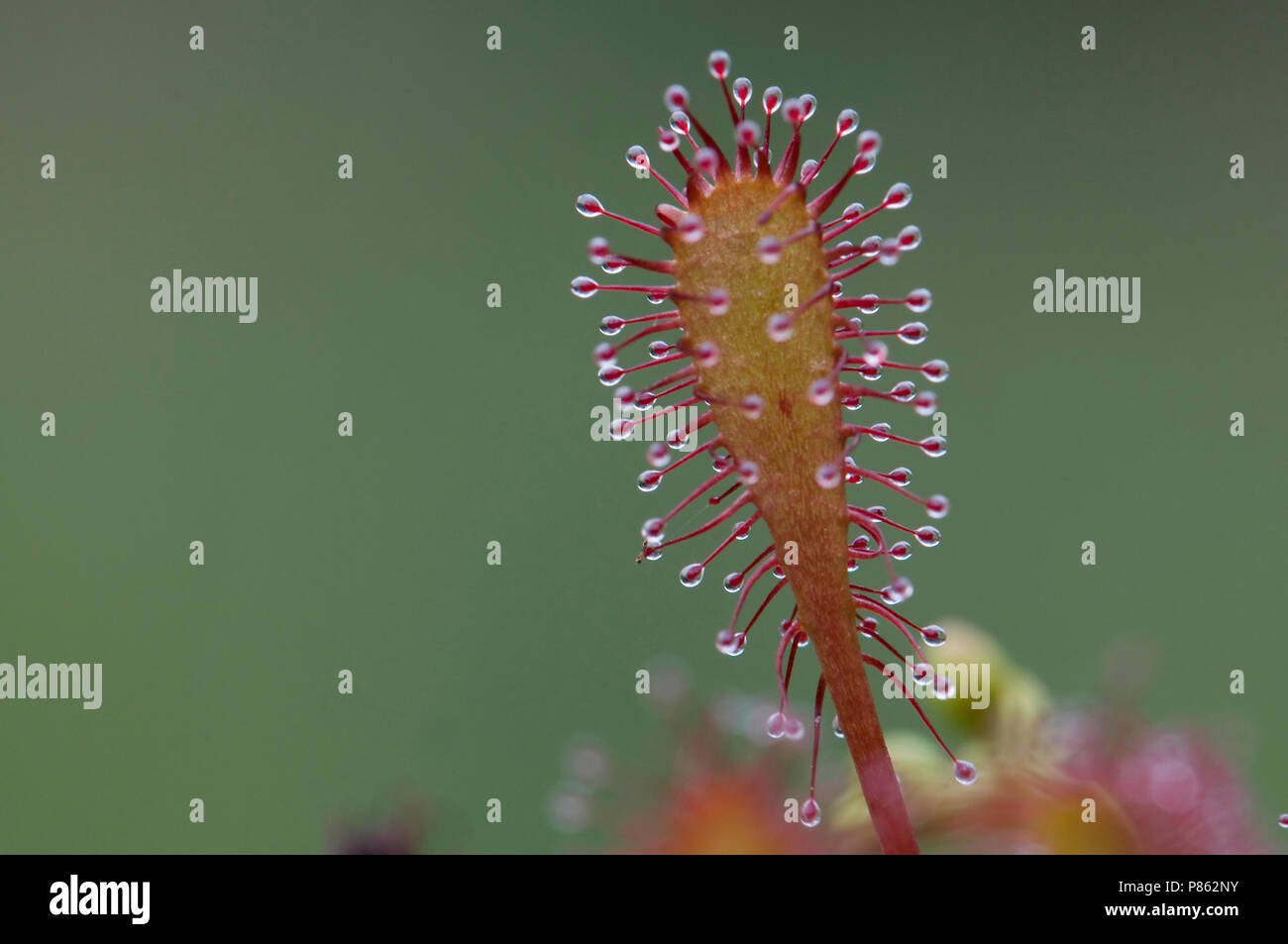 Kleine Zonnedauw; Spoonleaf sundew Stock Photo - Alamy