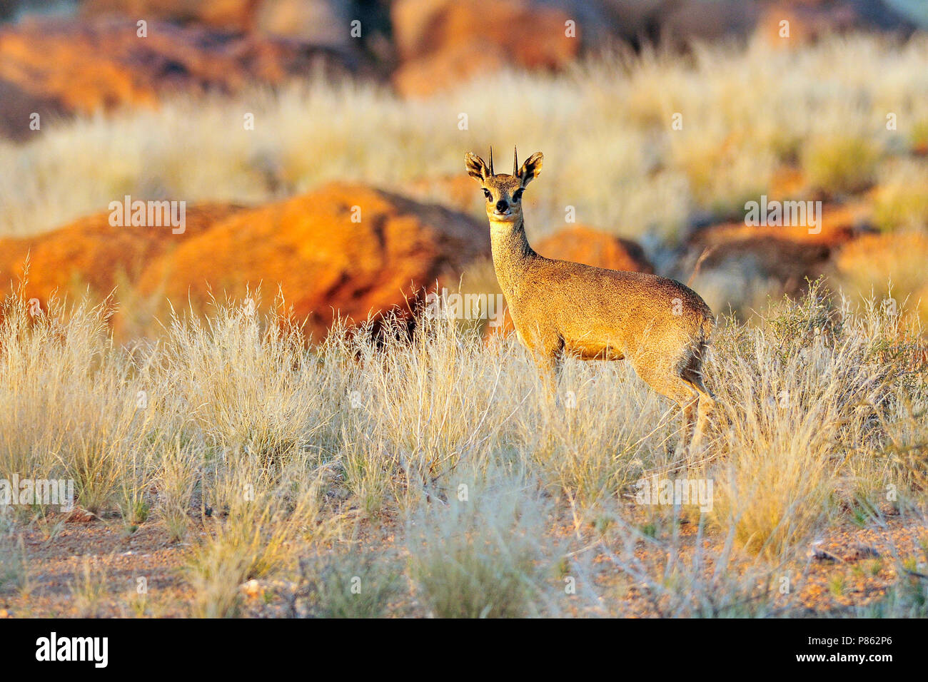 Antilope klipspringer hi-res stock photography and images - Alamy