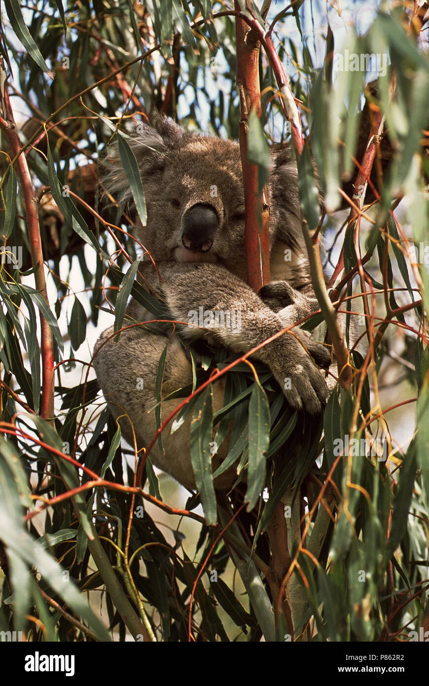 Koala in tree; Koala in boom Stock Photo - Alamy
