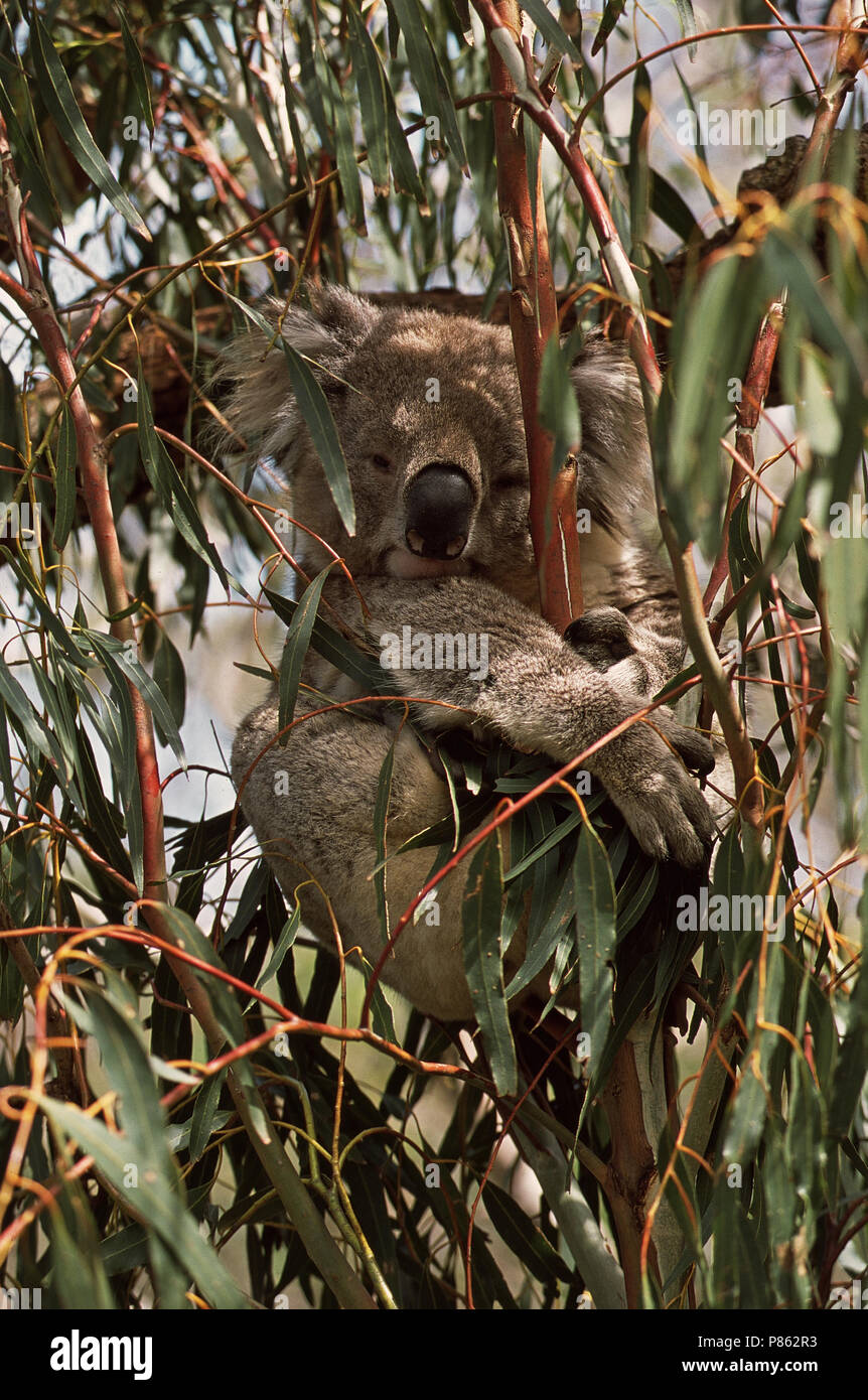 Koala in tree; Koala in boom Stock Photo - Alamy