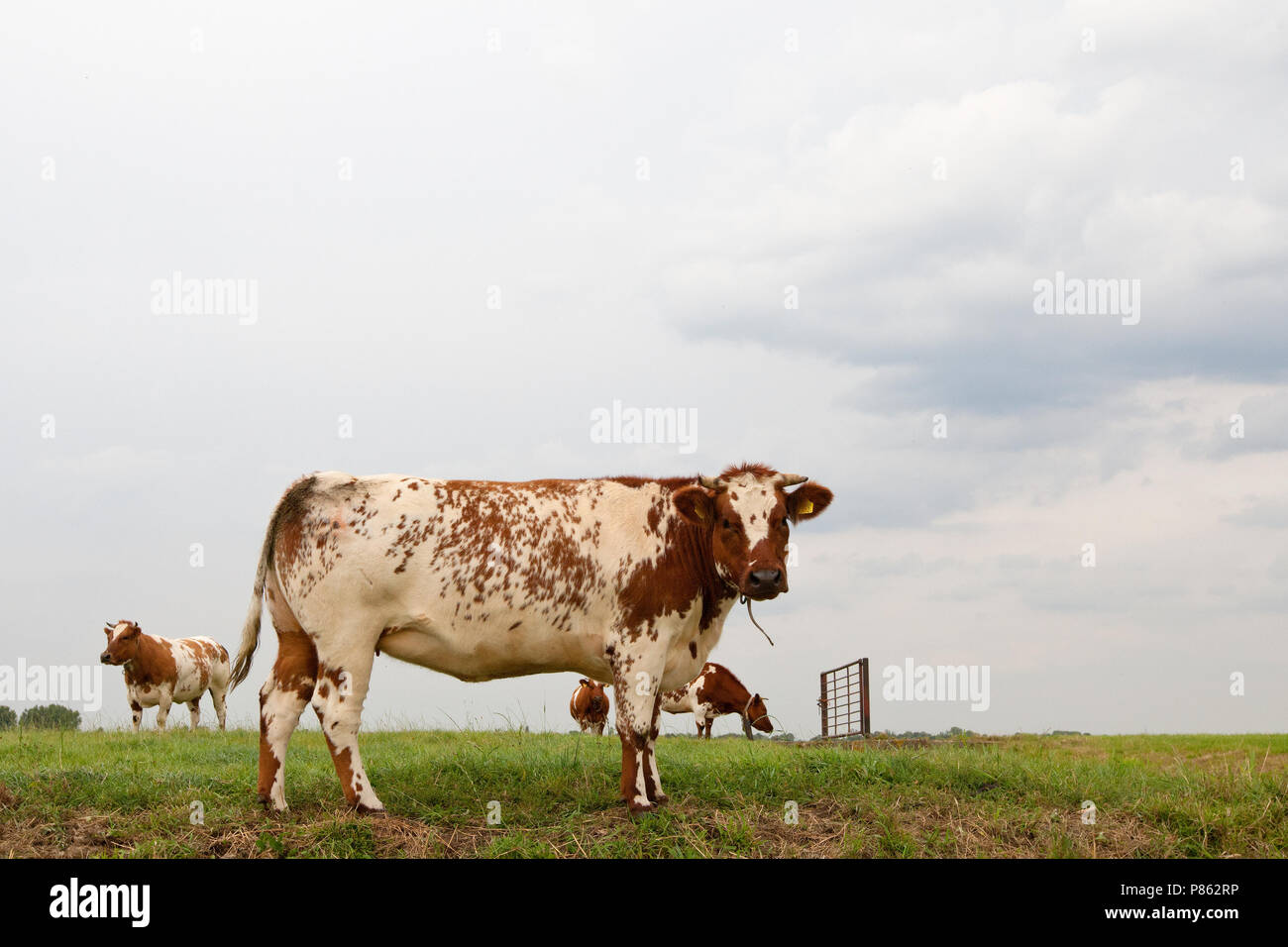 Koe in weiland hi-res stock photography and images - Alamy