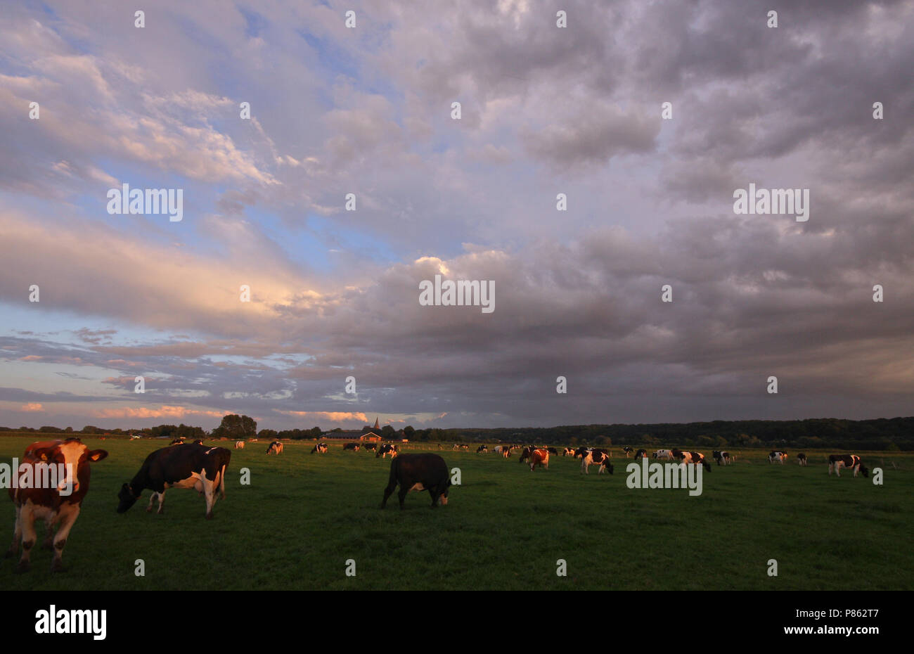 Koeien in de wei, Cows in a meadow Stock Photo - Alamy