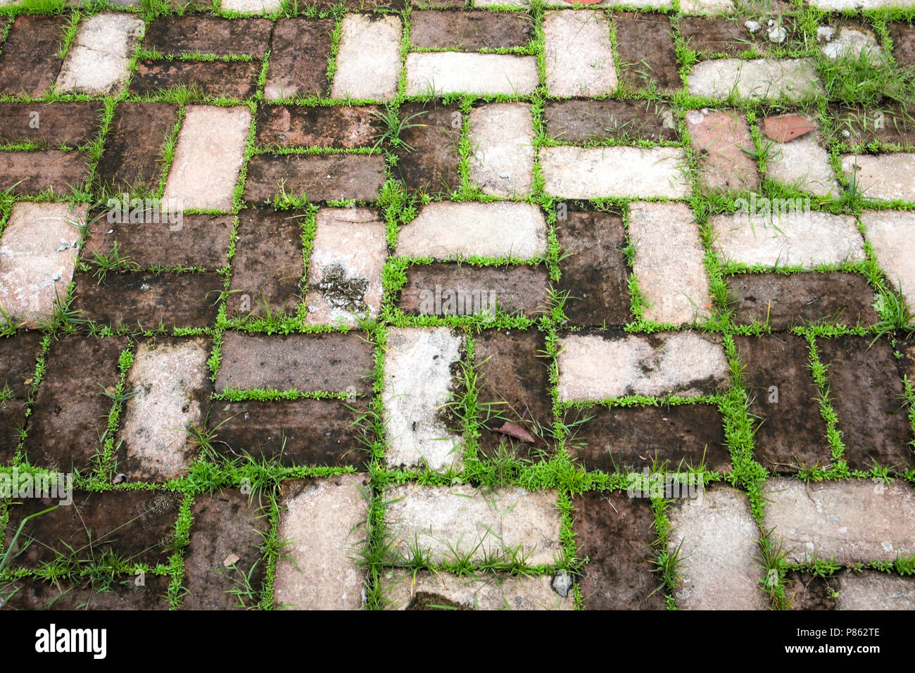 texture of a paving stone track on a green grass Stock Photo - Alamy