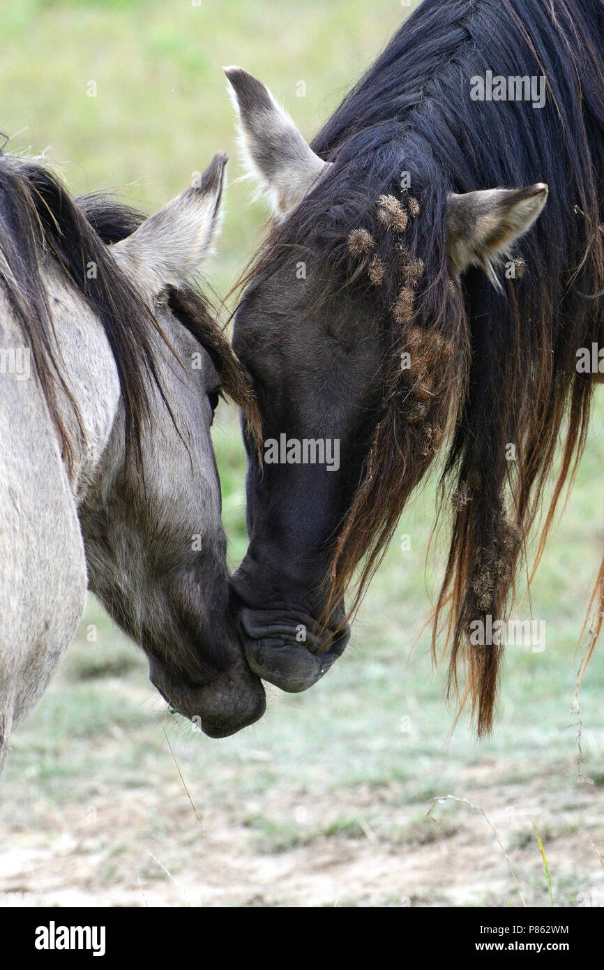 Konick horse hi-res stock photography and images - Alamy