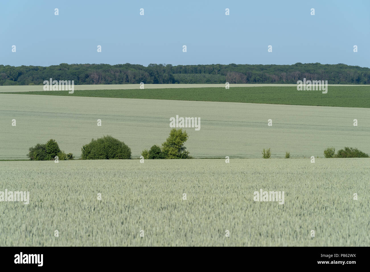 Podolia region of Ukraine, Spring landscape. Green wheat field and blue ...