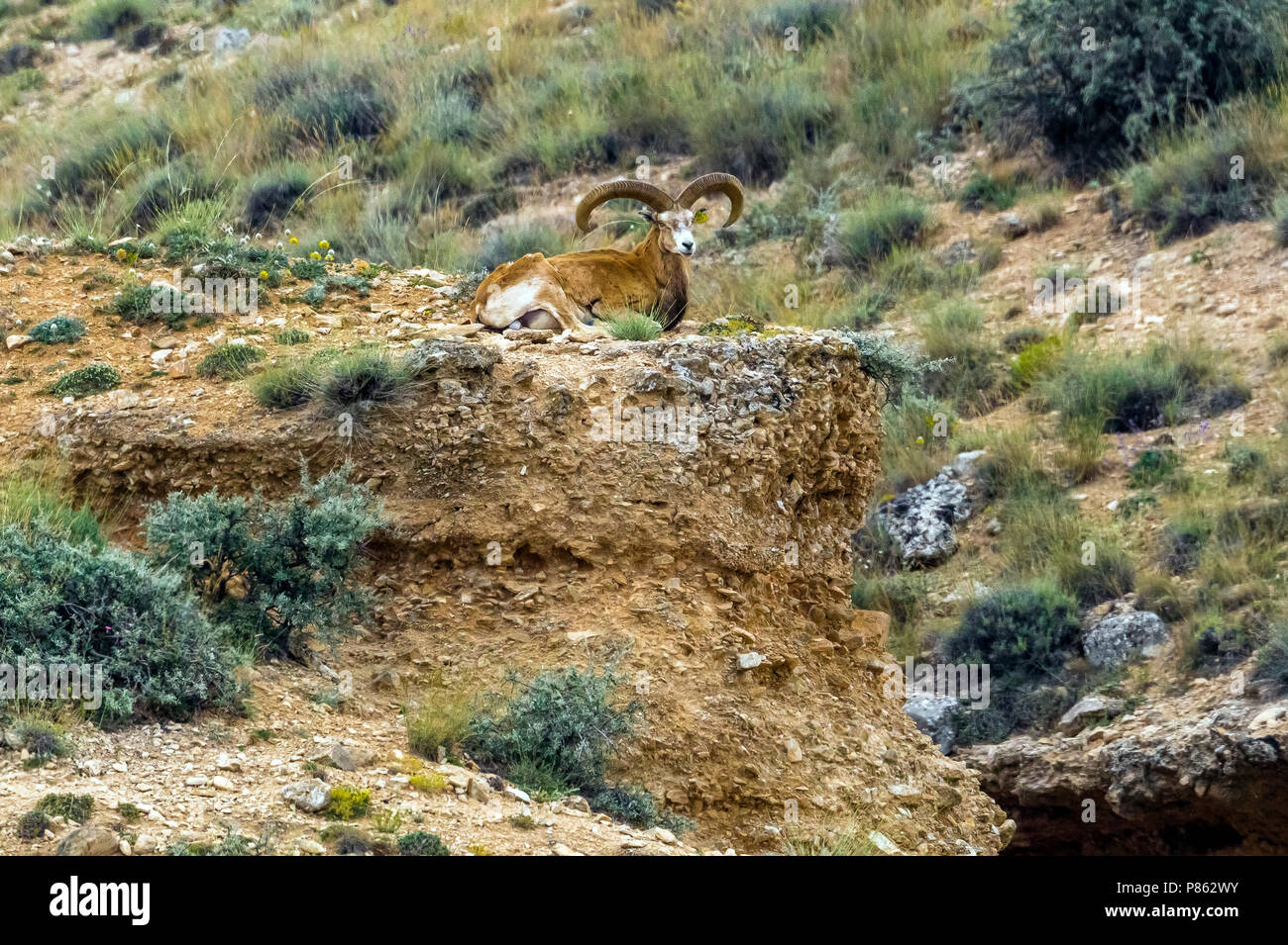 Sheep in protected area hi-res stock photography and images - Alamy