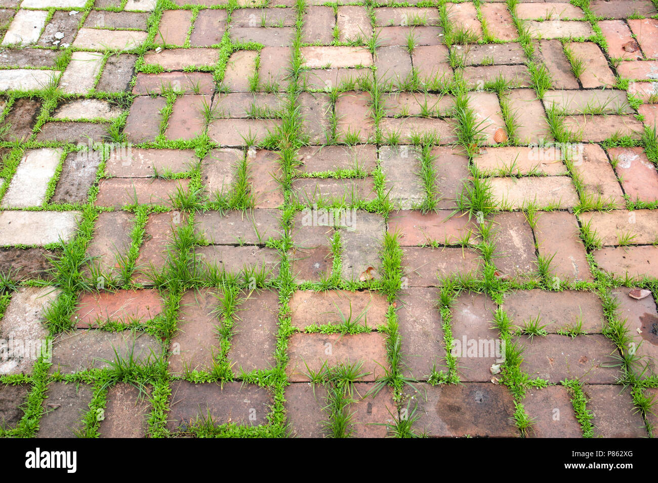 texture of a paving stone track on a green grass Stock Photo - Alamy