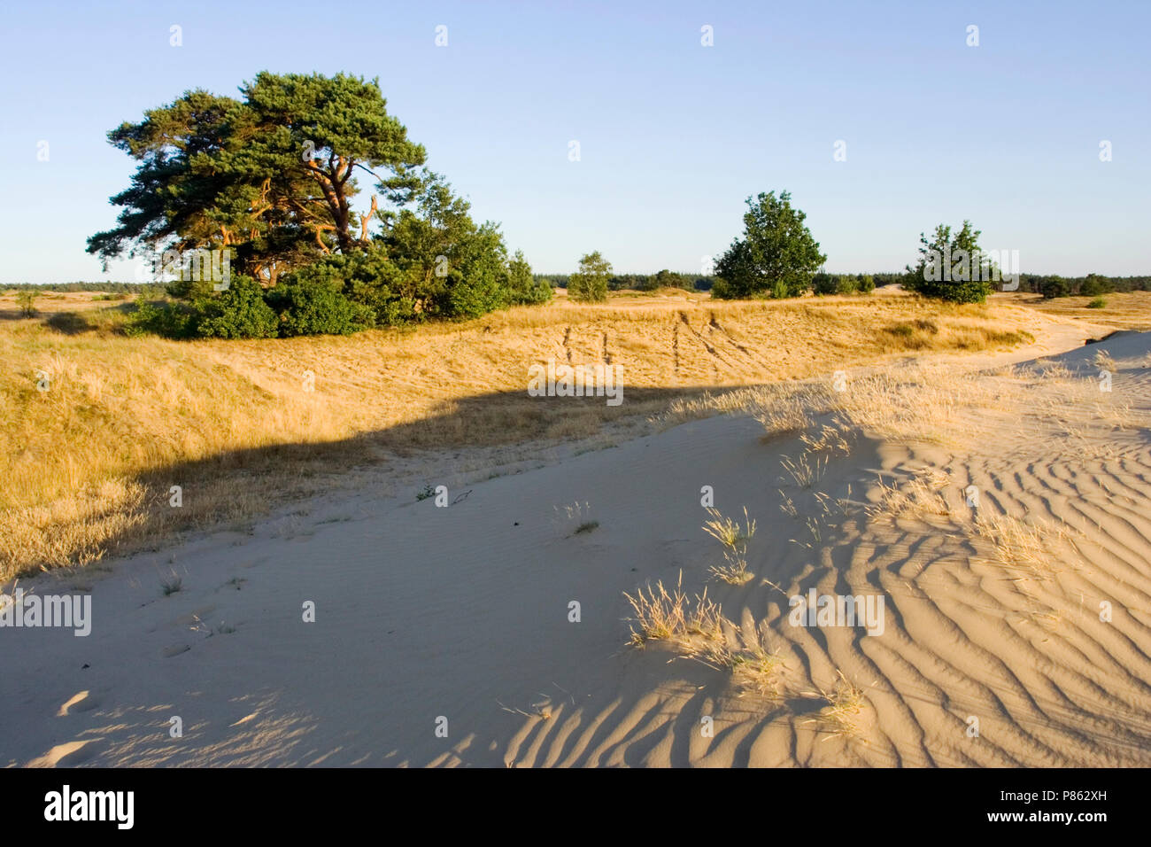 Kootwijkerzand, Kootwijk, Veluwe, Netherlands Stock Photo - Alamy