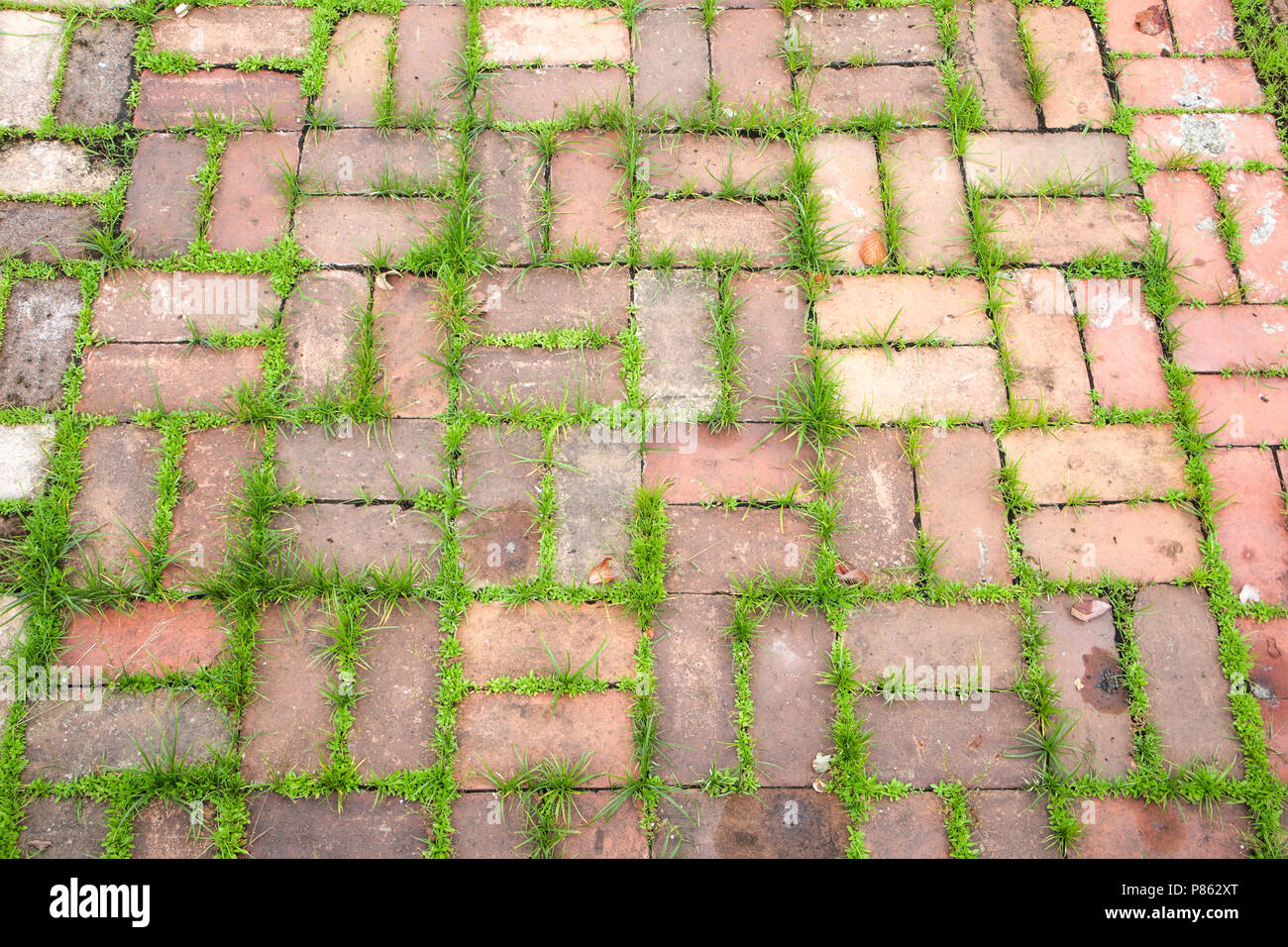 texture of a paving stone track on a green grass Stock Photo - Alamy