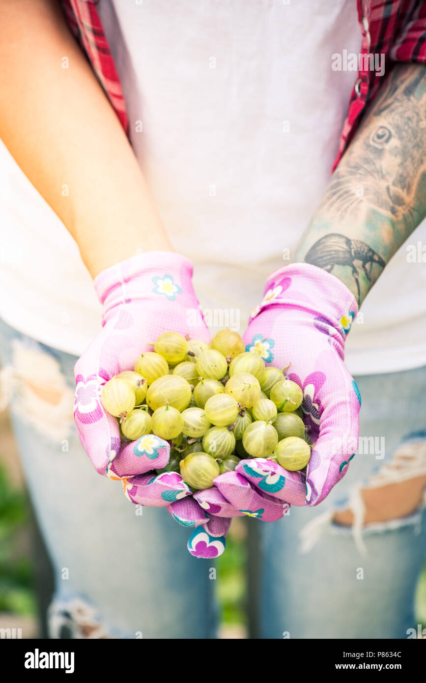 Hand holding gooseberry hi-res stock photography and images - Alamy