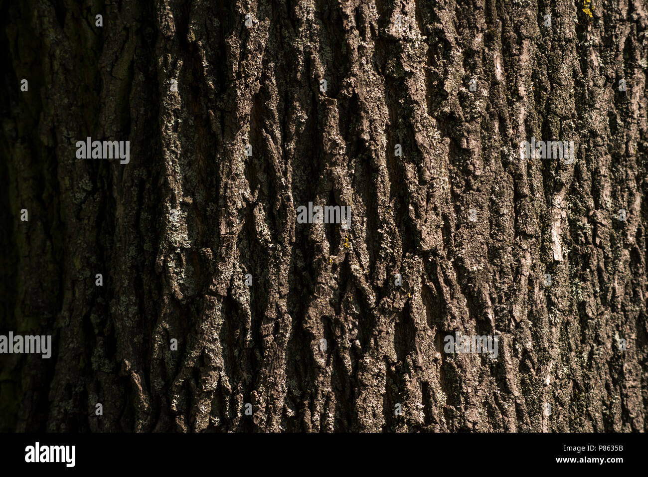 Textured wood surface hi-res stock photography and images - Alamy